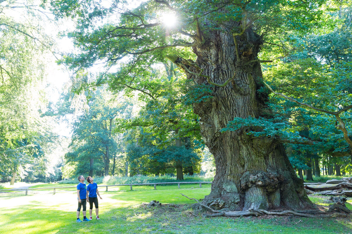 Ivenacker Eichen - Wald-MV